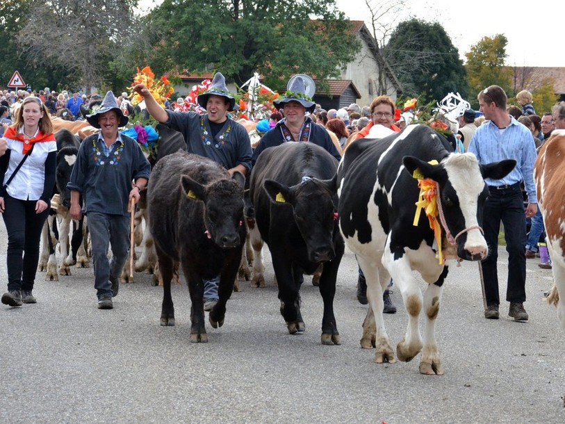 173 génisses en route pour la désalpe - RFJ votre radio régionale