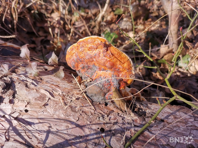 Farandole de champignons ! - RTN votre radio régionale