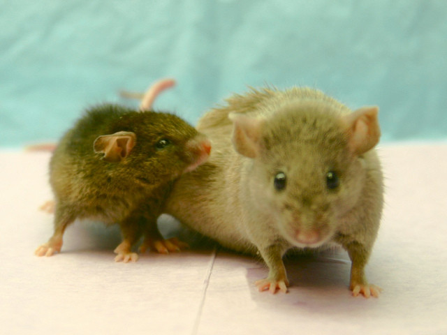 Un prototype d'implant a déjà été testé sur des rats de laboratoire ...