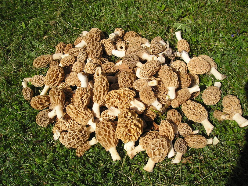 Une saison à morilles - RFJ votre radio régionale