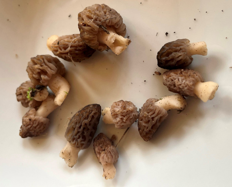 La morille, reine du printemps - RTN votre radio régionale