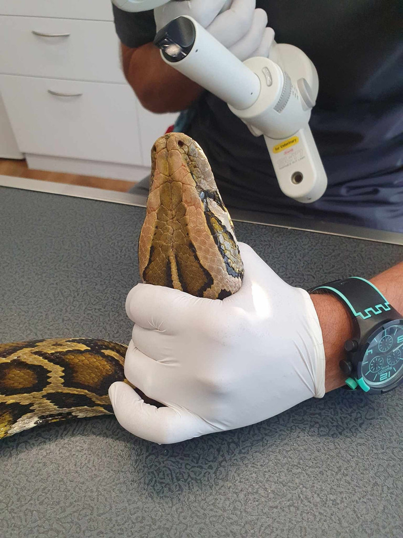 Un python de trois mètres au Locle - RTN votre radio régionale