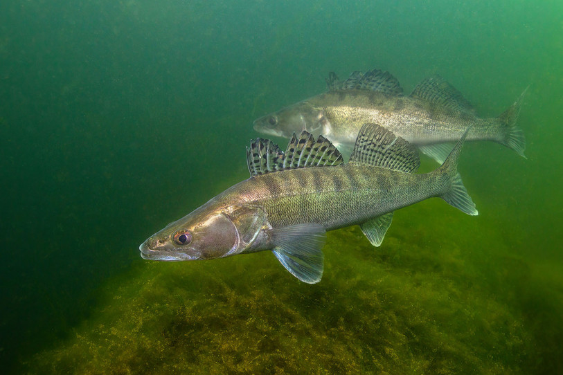 Le sandre est élu poisson de l’année 2025 - RTN votre radio régionale