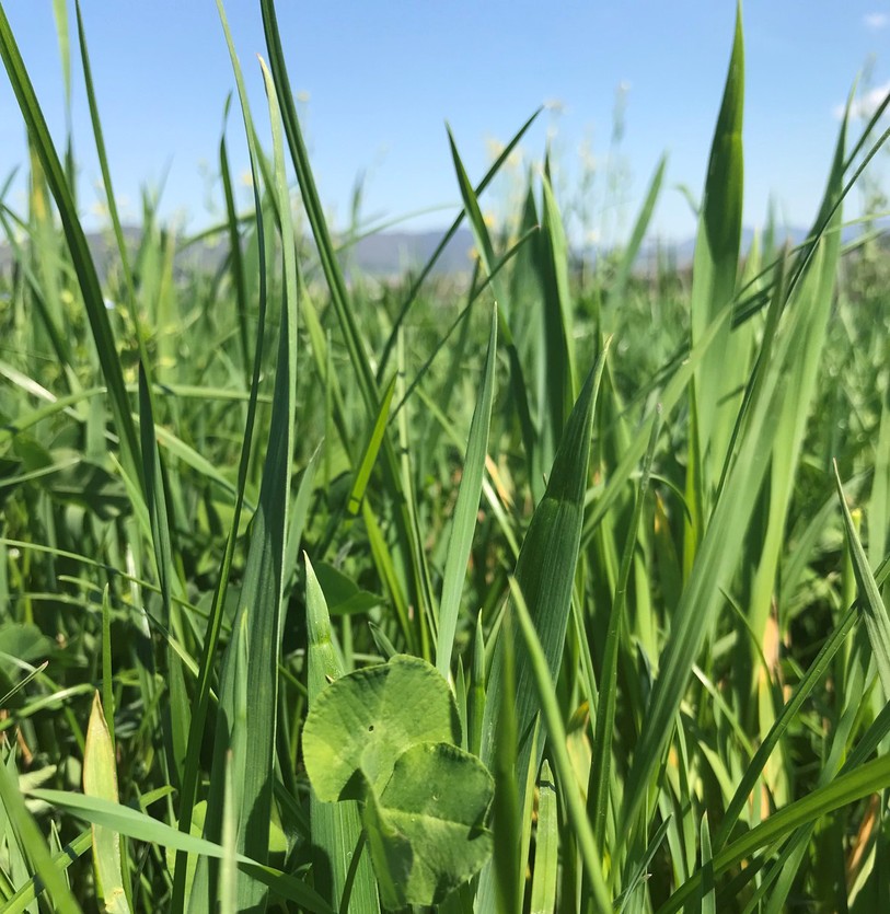 Des pistes pour valoriser l’herbage cultivé dans la région - RFJ votre ...