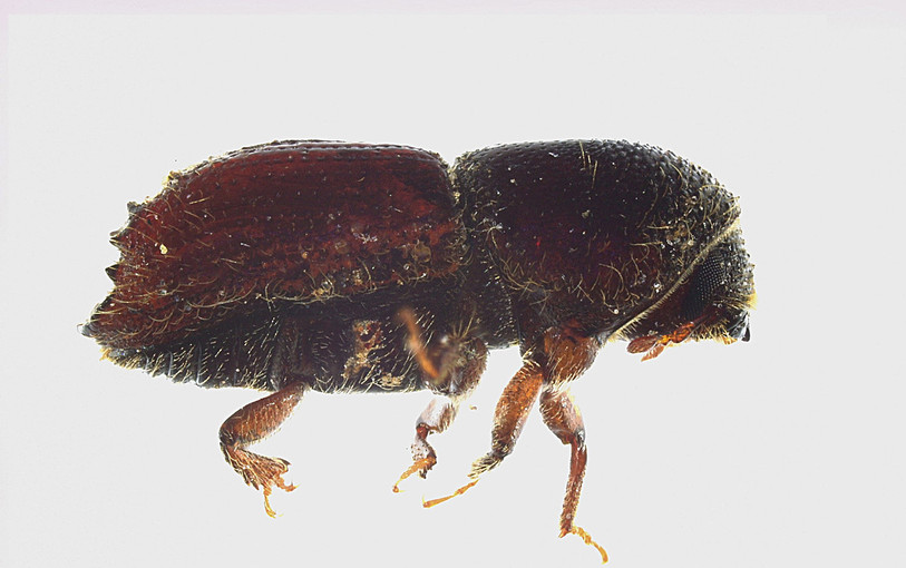 Gare au(x) scolyte(s) ! - RTN votre radio régionale