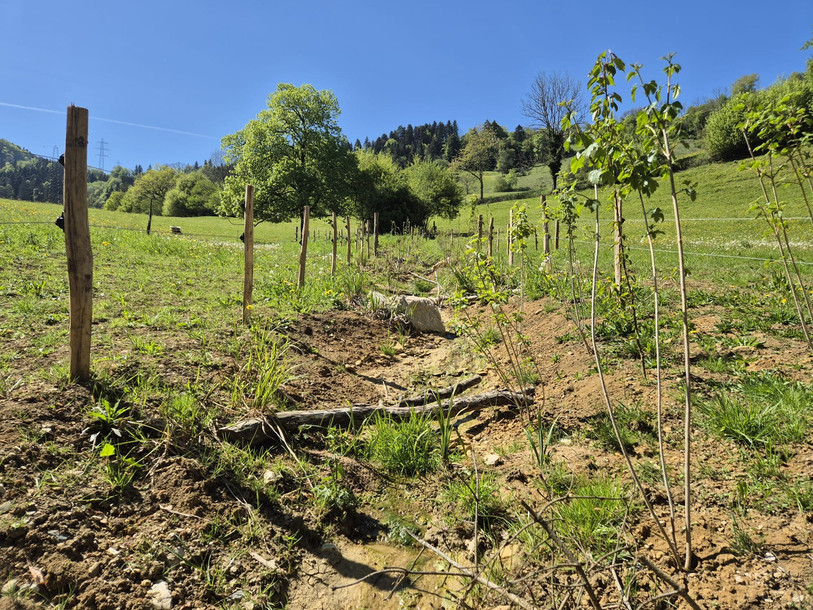 Un ruisseau coule à nouveau à ciel ouvert à Ravines - RFJ votre radio ...