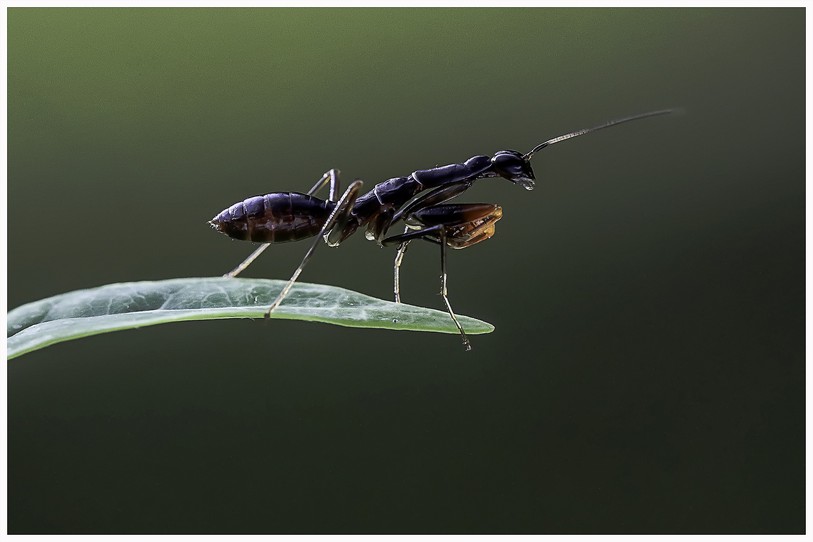 Un combat face aux ravageurs - RTN votre radio régionale