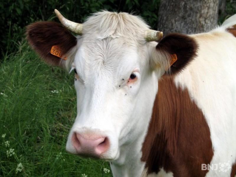Et miss bovine est… - RFJ votre radio régionale