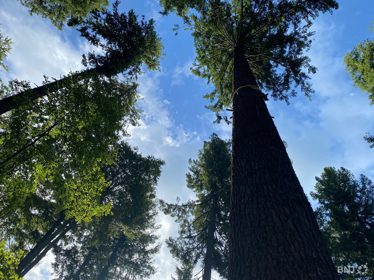 Le Douglas, un sapin aux multiples atouts (3/7) - RJB votre radio régionale