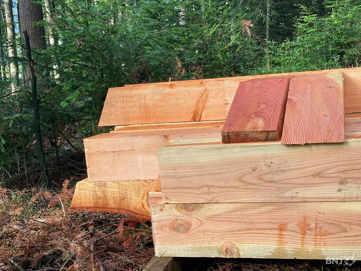 Le Douglas, un sapin aux multiples atouts (3/7) - RJB votre radio régionale