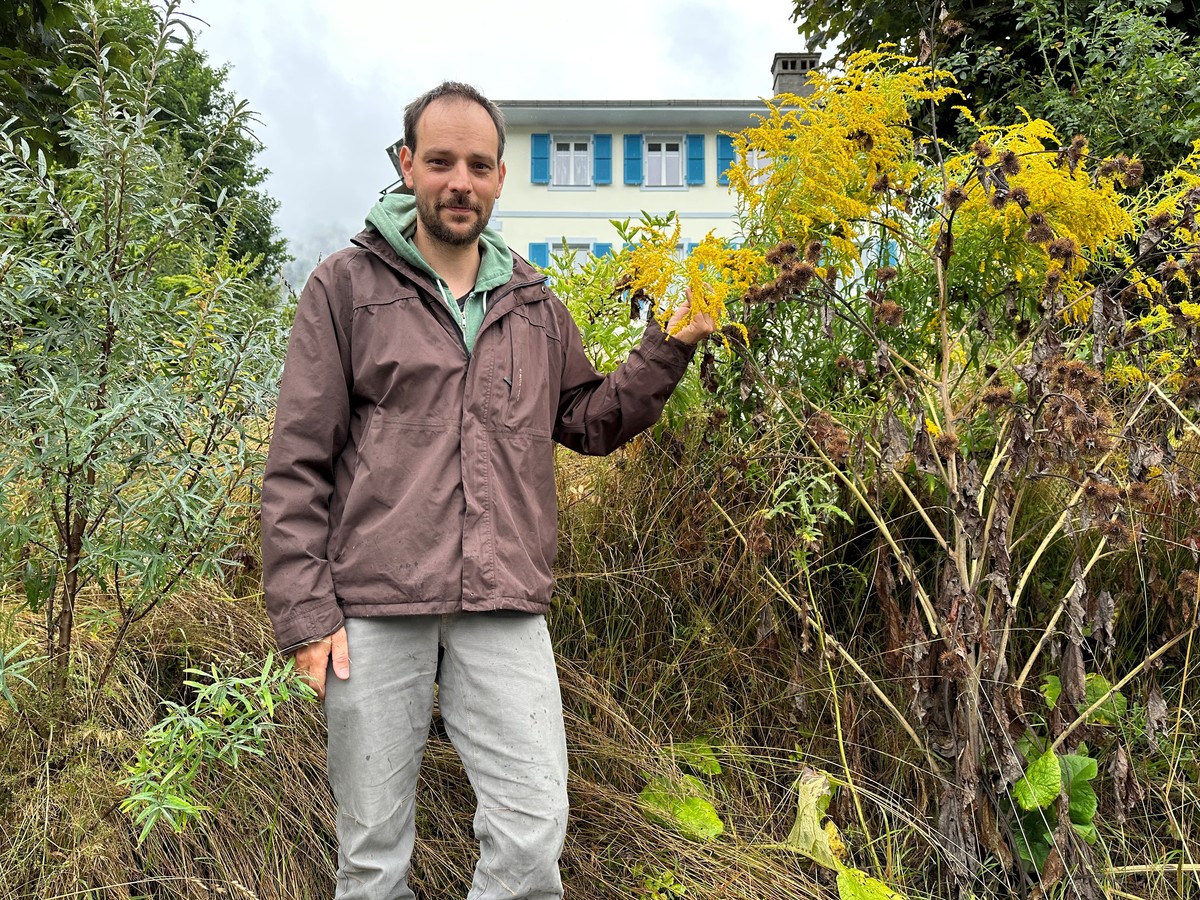 Les plantes néophytes envahissantes continuent leur propagation - RJB ...