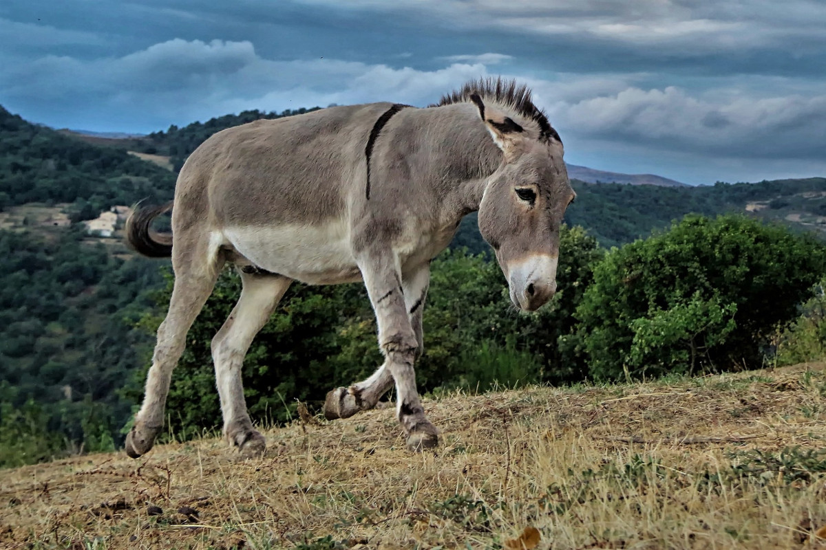 L’âne comme rempart au loup - RFJ votre radio régionale