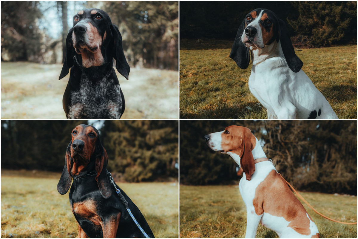 Les chiens courants à l’honneur à Saignelégier - RFJ votre radio régionale