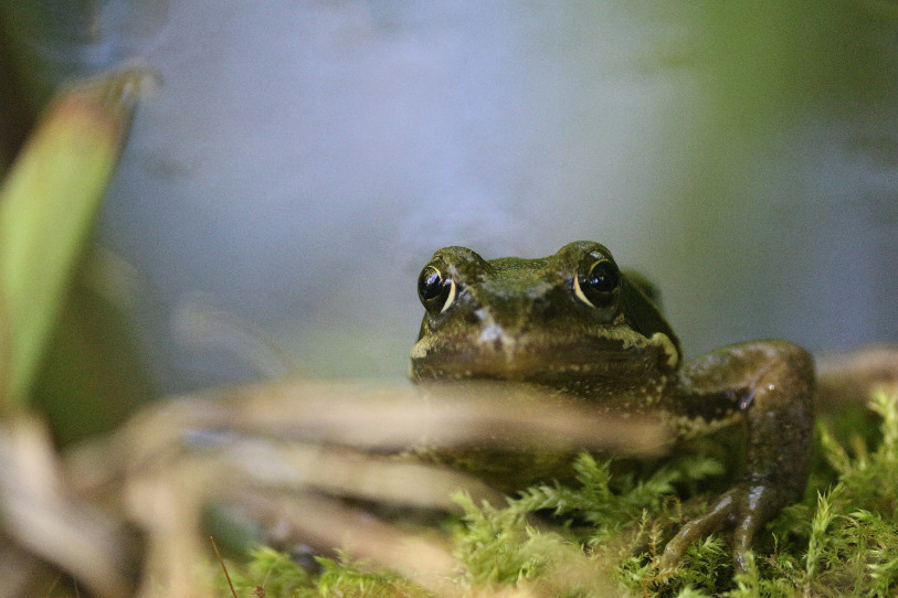 Rues fermées la nuit à Bienne pour protéger les batraciens - RJB votre ...