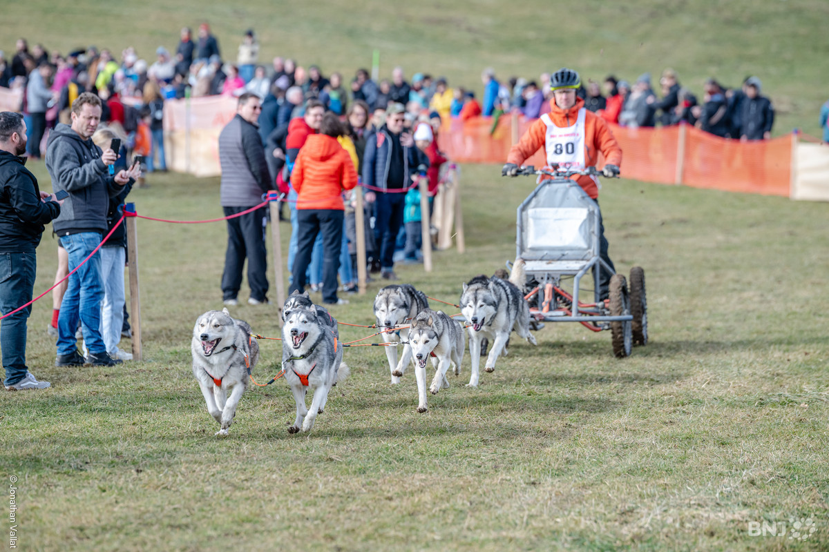 Les chiens de traîneaux repartent pour un tour de piste enneigée ou ...