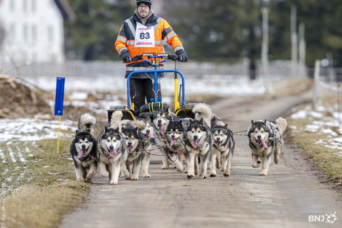 La formule verte s’installe pour les courses de chiens de traîneaux de ...