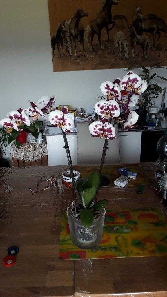 L'Aire de jeux avec Eric Verdon - RTN votre radio régionale