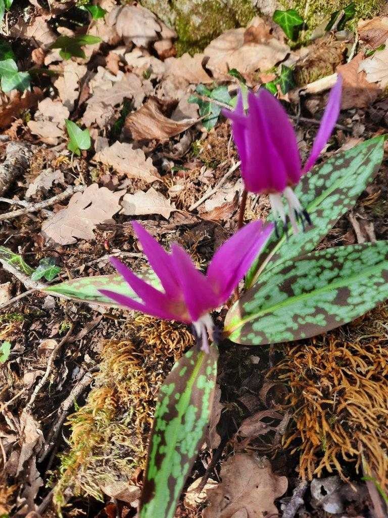 L'Aire de jeux avec Eric Verdon - RTN votre radio régionale