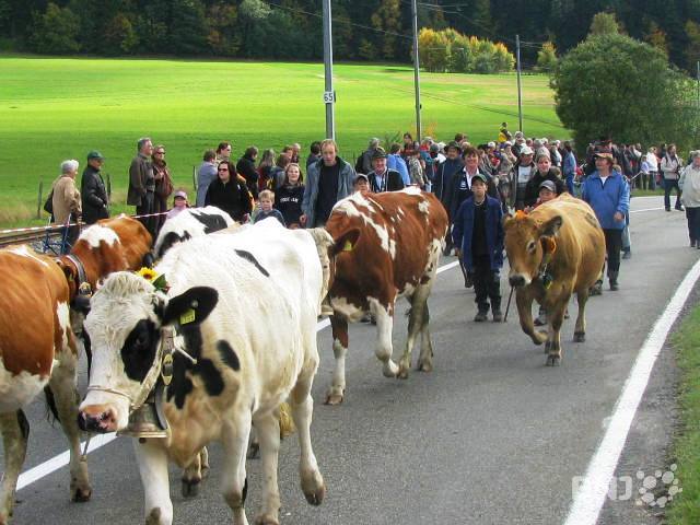Le Boéchet résonnera au son de la désalpe - RFJ votre radio régionale
